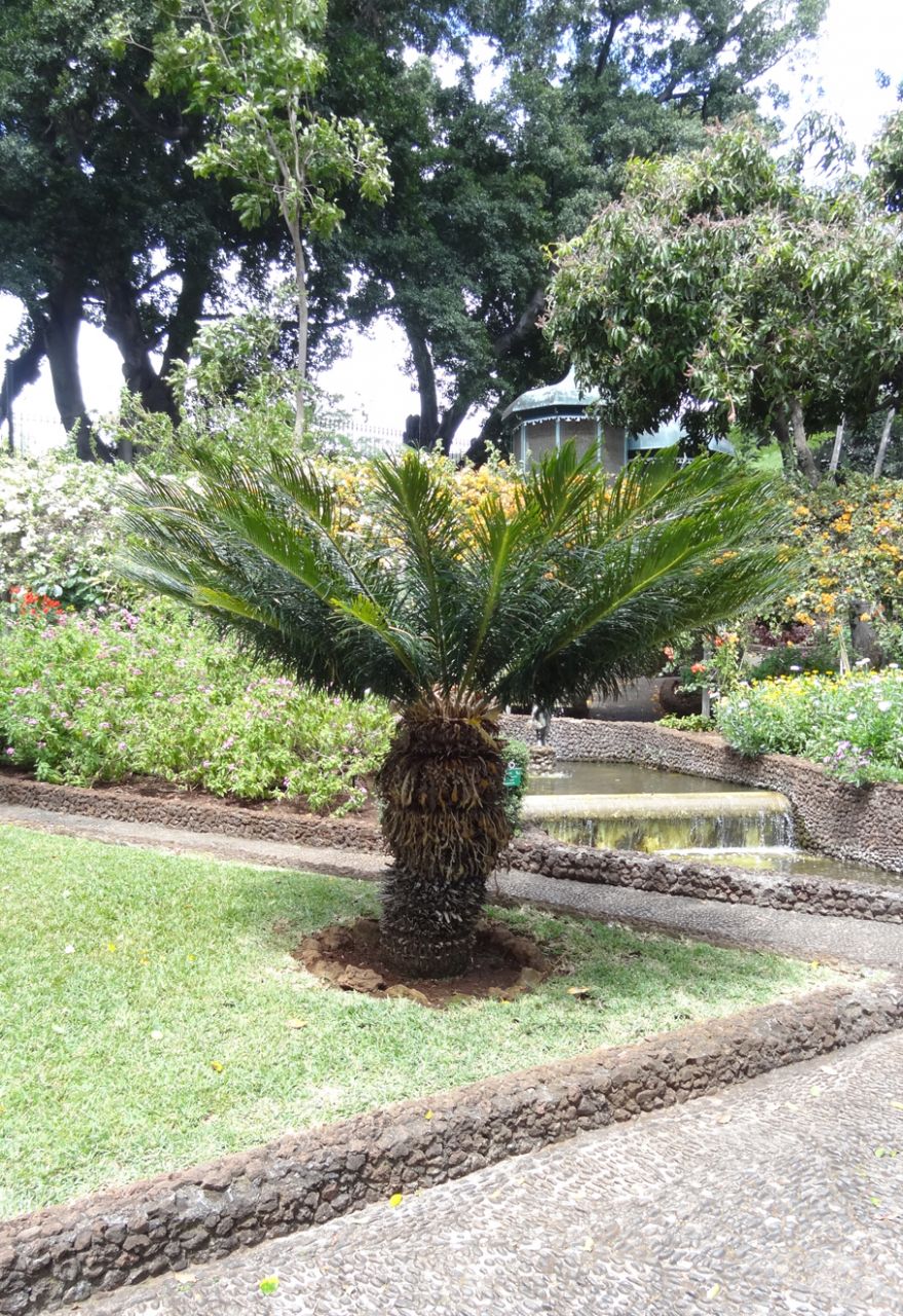 Cica da Quinta Vigia, reposição de 1990 (c.), Funchal, ilha da Madeira ...