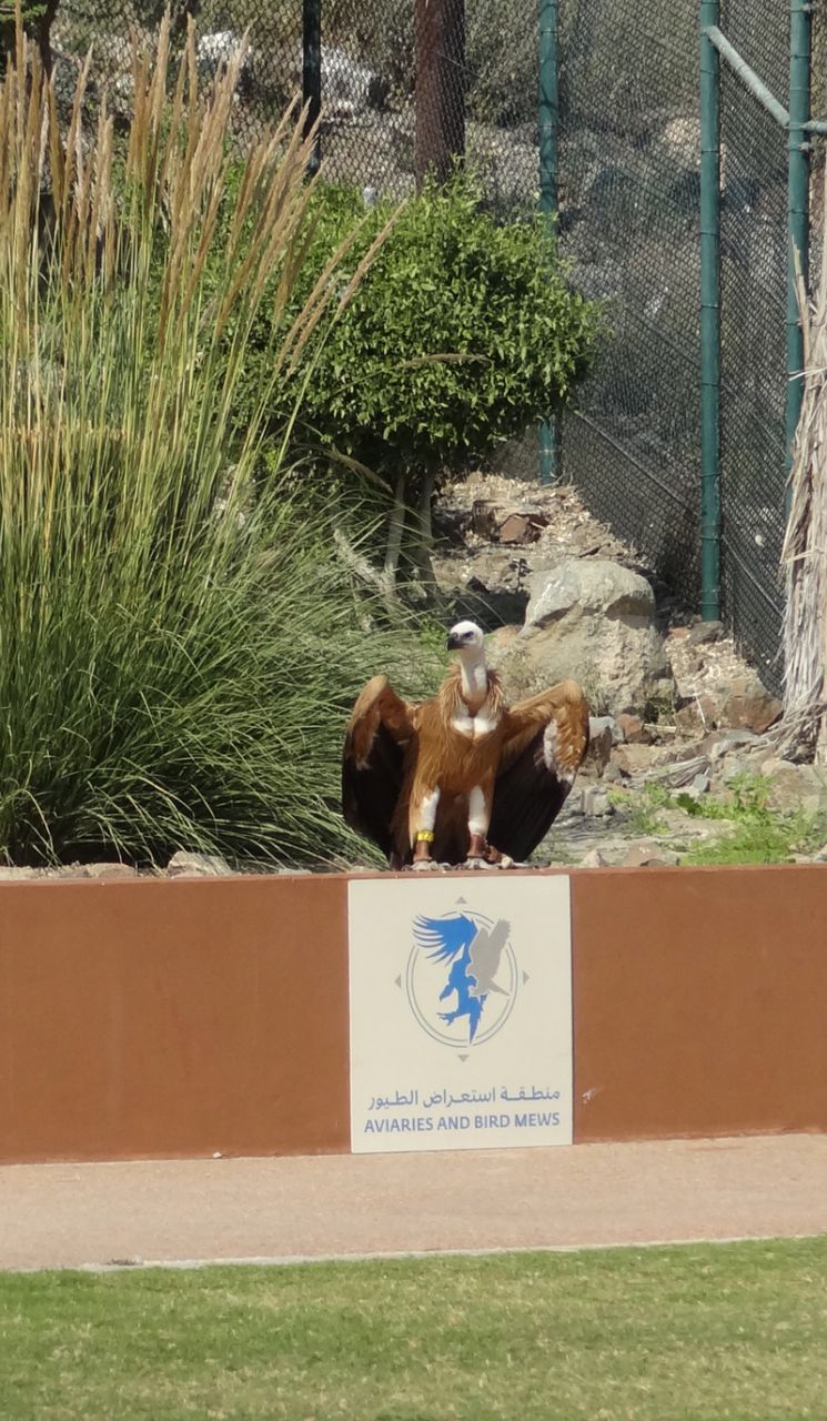Abutre do Egito do Kalba Bird of Prey Centre, 2020, Al Ghayl, Kalba ...