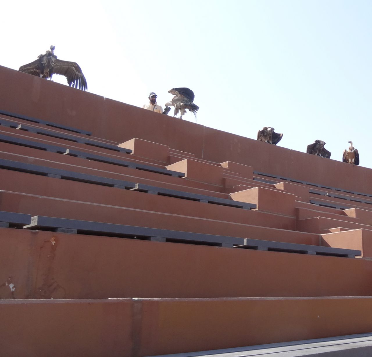 Abutres reais e do Egito no auditório do Kalba Bird of Prey Centre ...