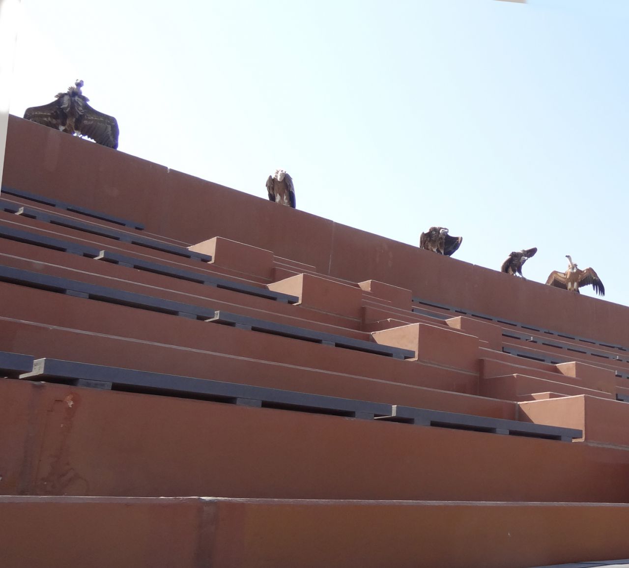 Abutres reais e do Egito no auditório do Kalba Bird of Prey Centre ...