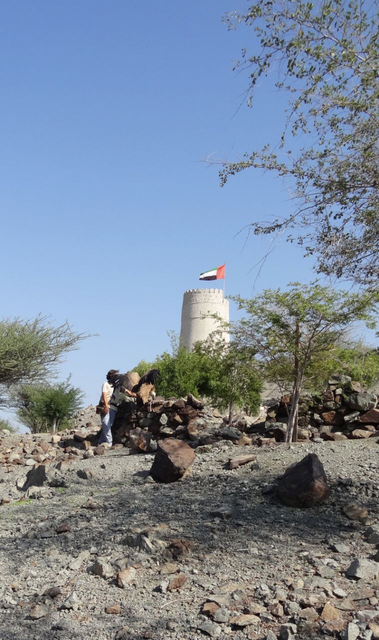 Tratador com abutre real junto à torre do Forte Al Ghayl, 2020, Kalba ...