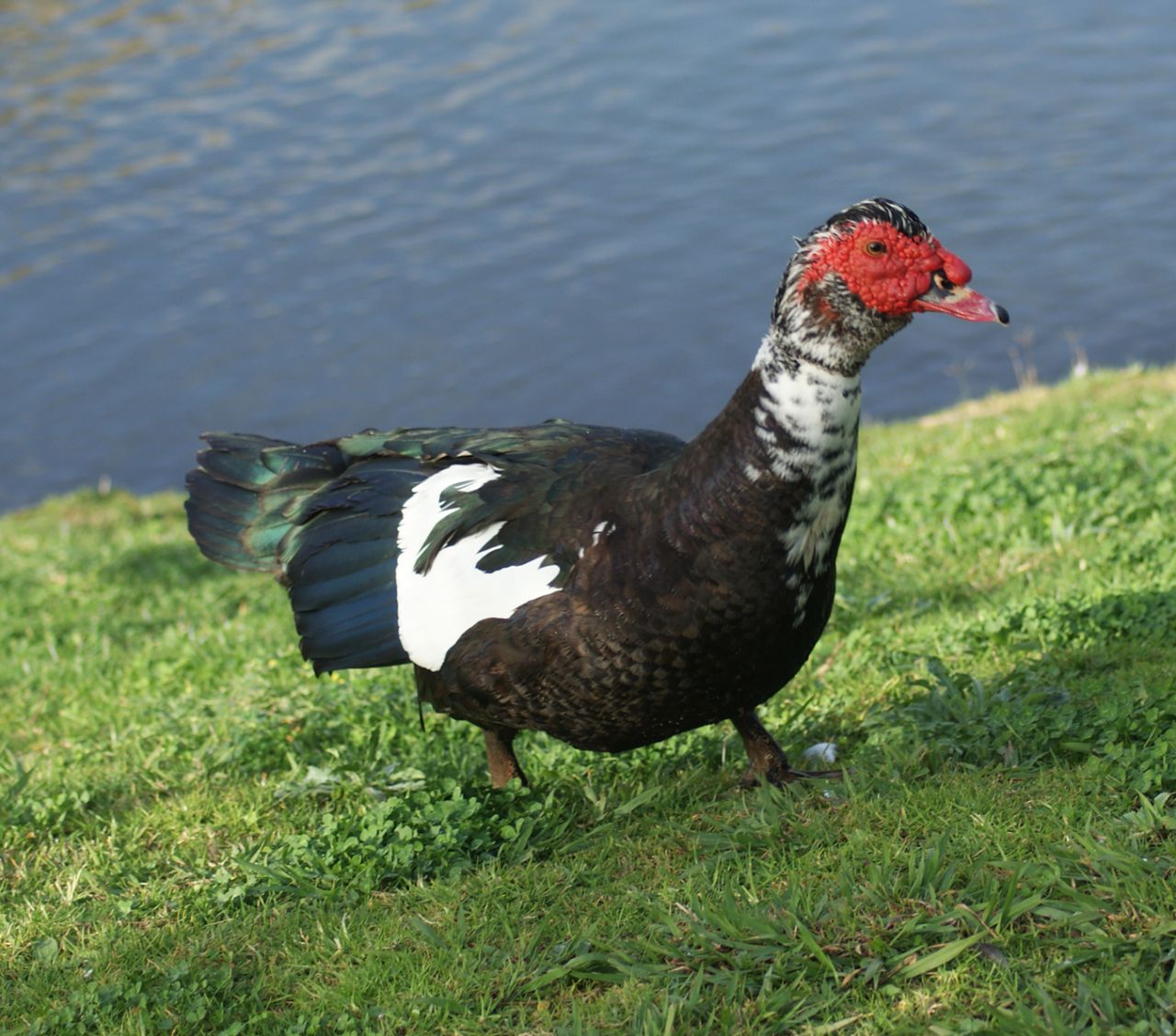 Pato-mudo, fotografia de José Jesus, Lagoa do Lugar de Baixo, dezembro ...