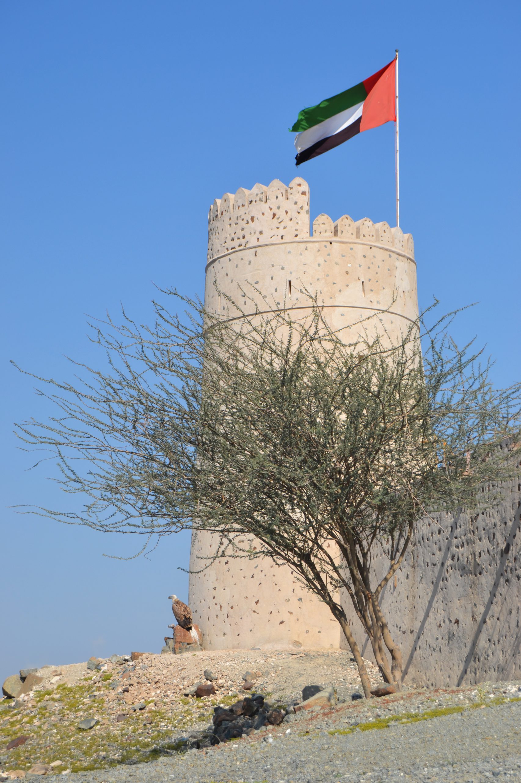 Torre do forte islâmico Gheel ou Al Ghayl Castle sobre o Kalba Bird Of ...