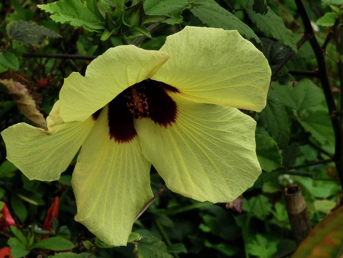 Hibisco do Jardim do Tojal, 2020, Faial, ilha da Madeira – Arquipélagos