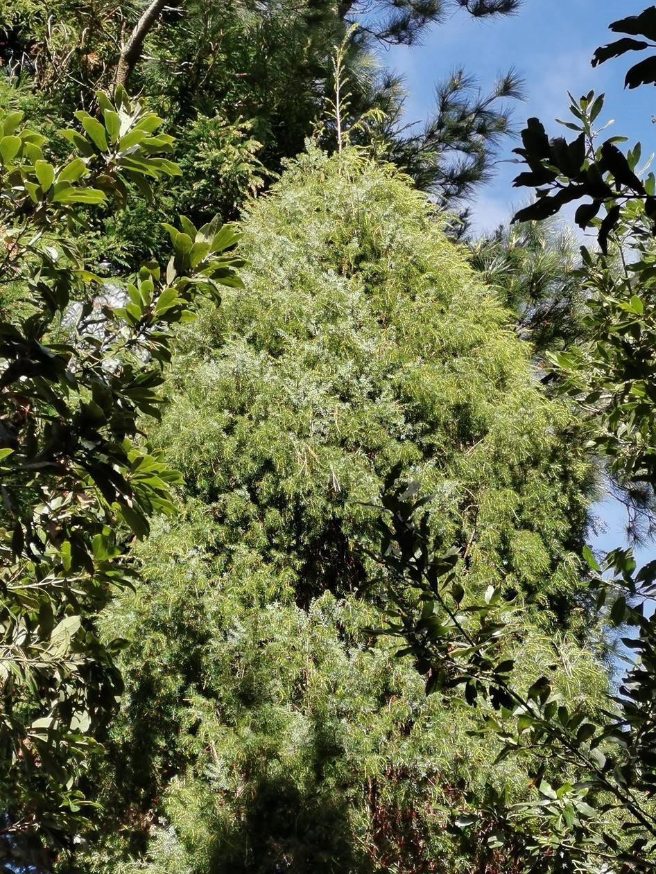 Cedro da Madeira f. fastigiata, fotografia de Raimundo Quintal de ...